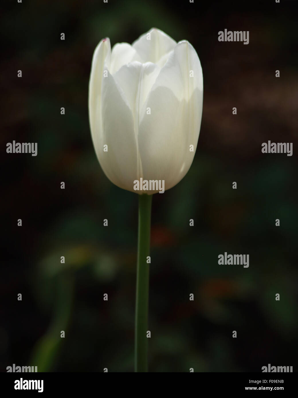 spring flowers south carolina Stock Photo - Alamy