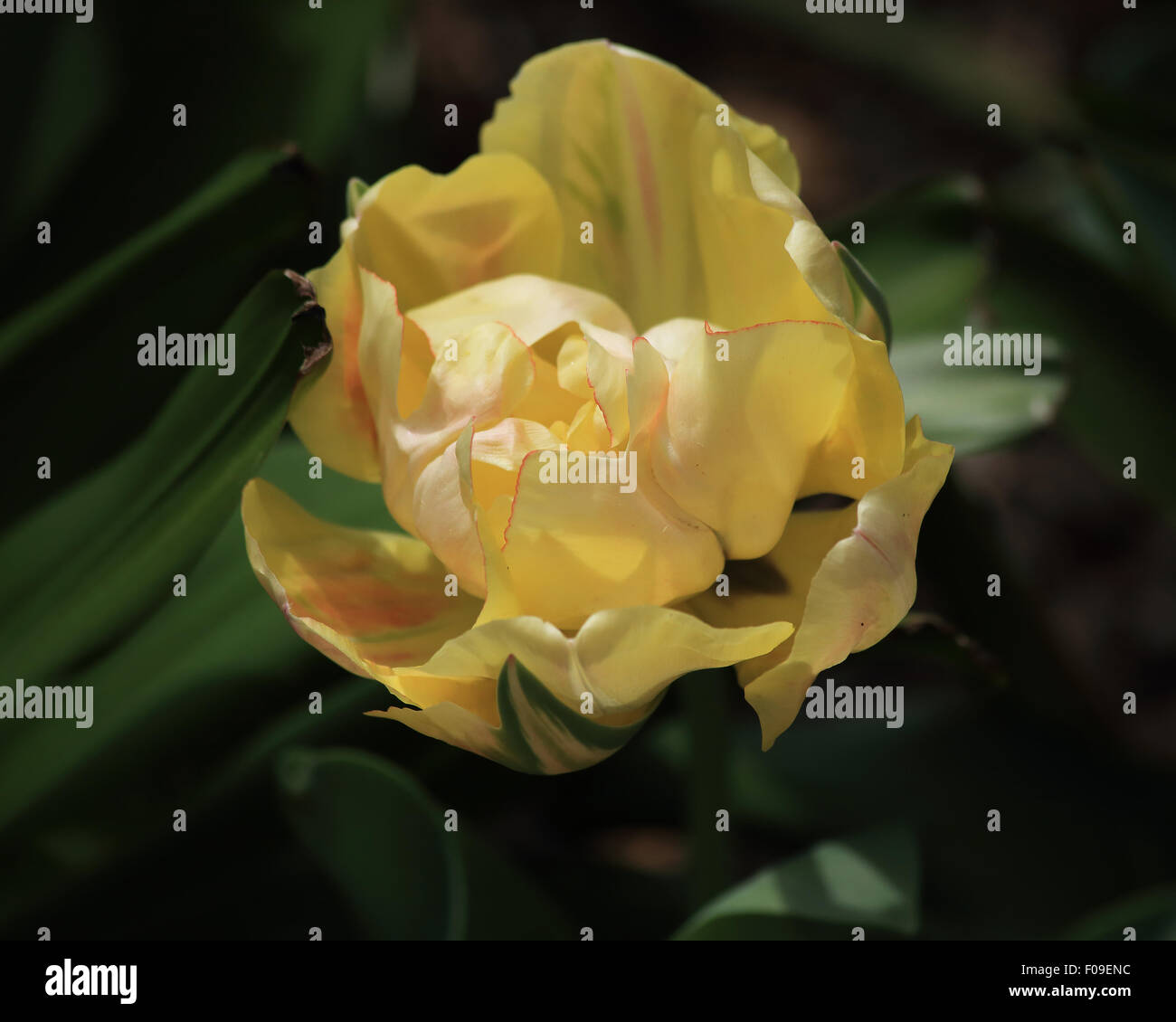 spring flowers south carolina Stock Photo - Alamy