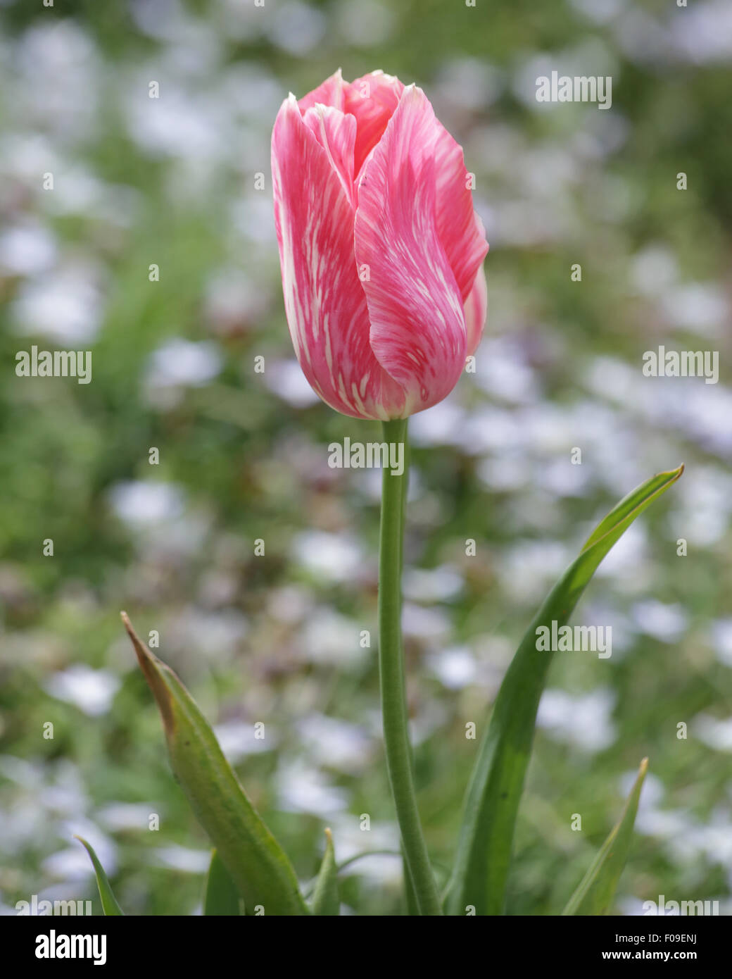 spring flowers south carolina Stock Photo - Alamy