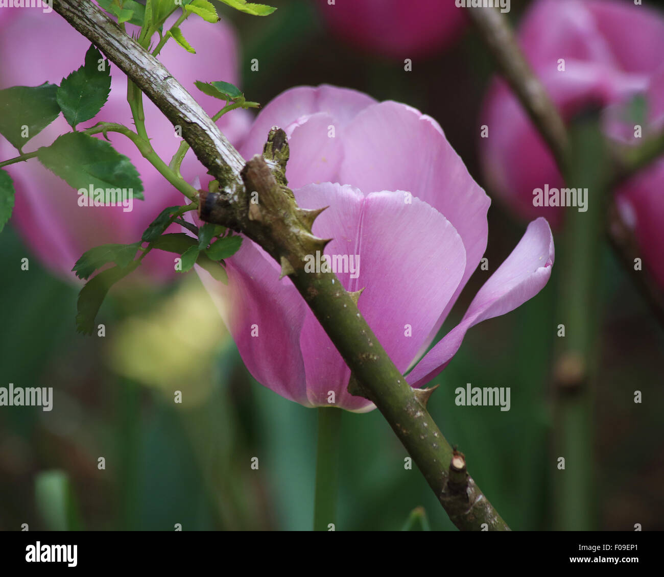 spring flowers south carolina Stock Photo - Alamy
