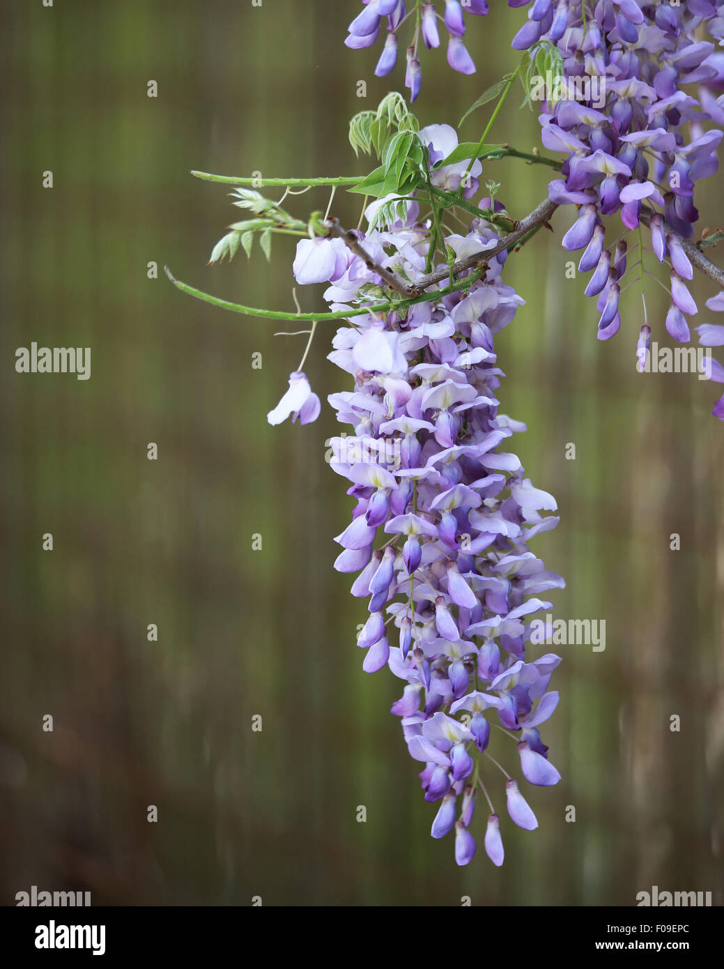 spring flowers south carolina Stock Photo - Alamy