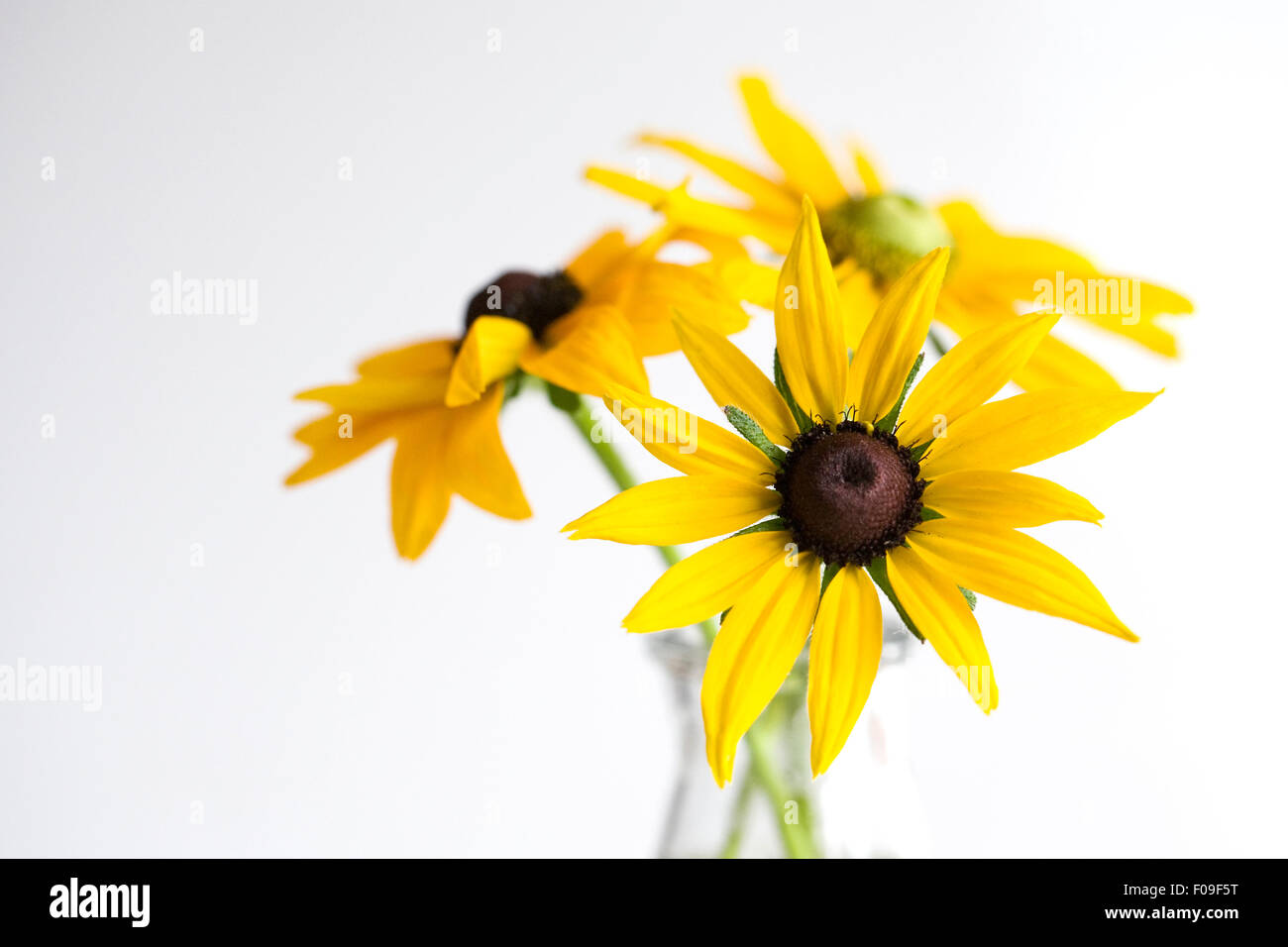 Rudbeckia Hirta. Coneflower. Flower stems in a glass vase on a white ...