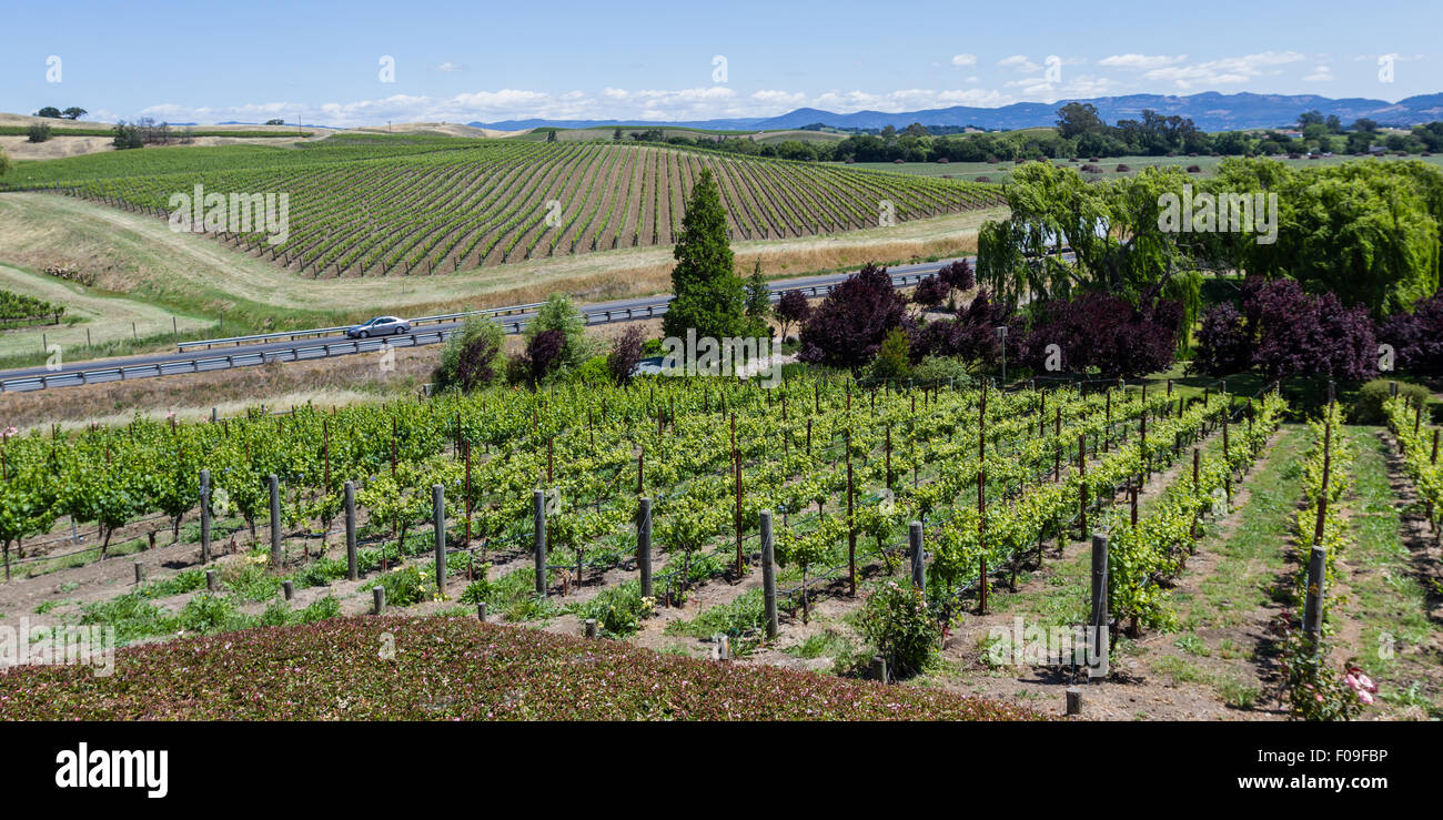 landscape in California with rows of grape vines Stock Photo - Alamy