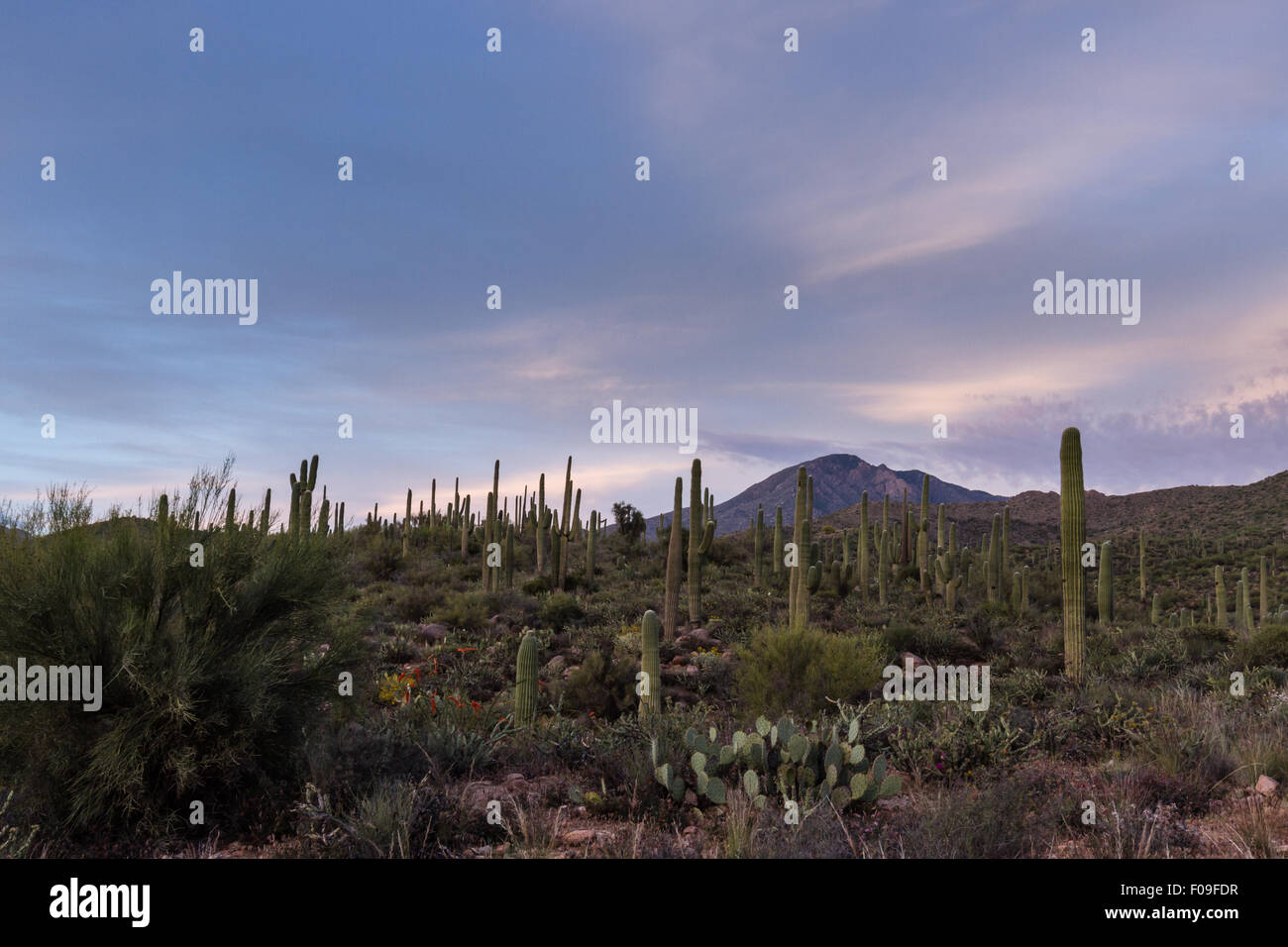 desert landscape in Arizona with the beautiful Saguaro cactus in ...