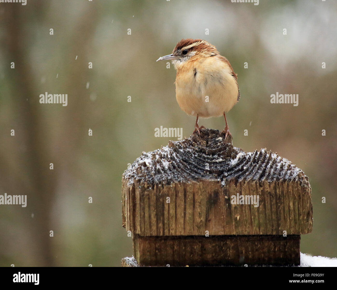 southern birds in the snow Stock Photo - Alamy