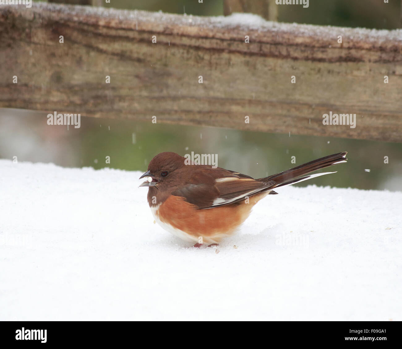 southern birds in the snow Stock Photo - Alamy