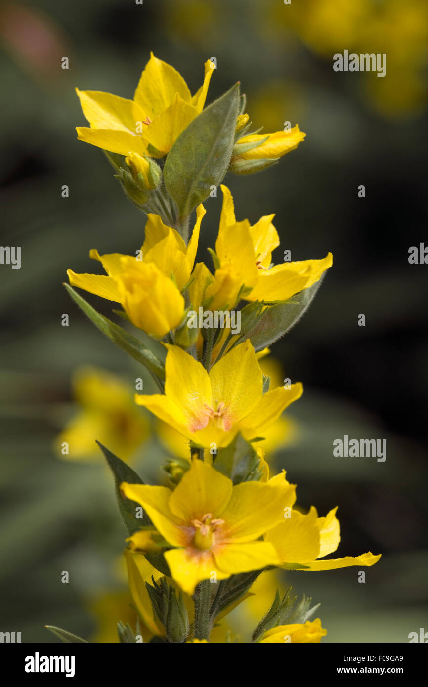 yellow wild flower Stock Photo - Alamy