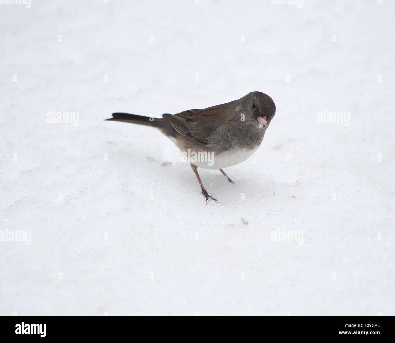 southern birds in the snow Stock Photo - Alamy
