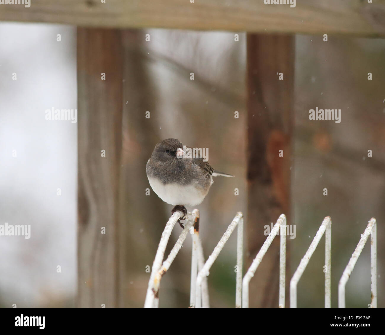 southern birds in the snow Stock Photo - Alamy