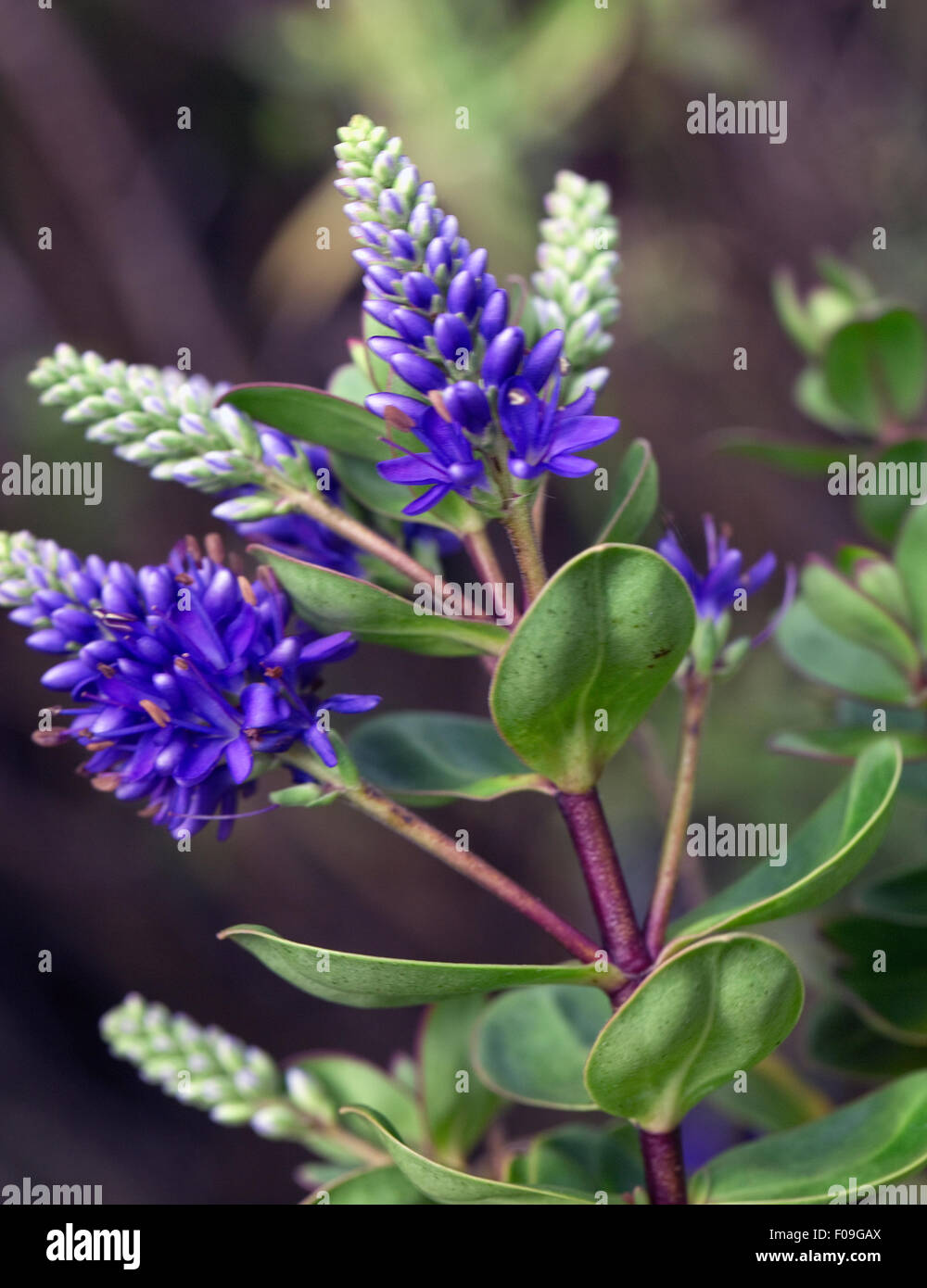 Blue hebe hi-res stock photography and images - Alamy