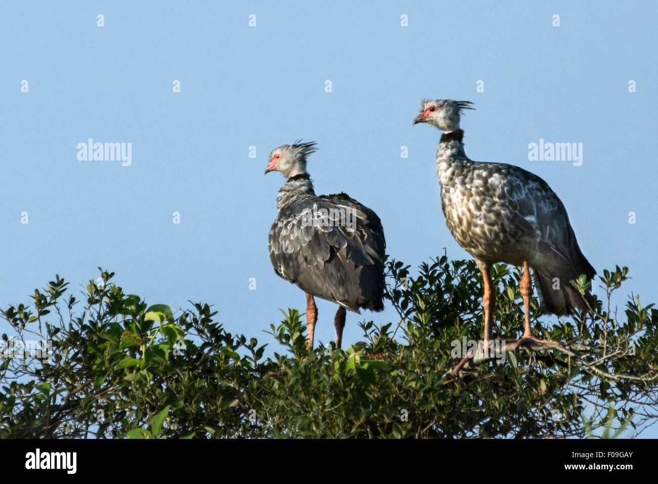 Large rear wing hi-res stock photography and images - Alamy