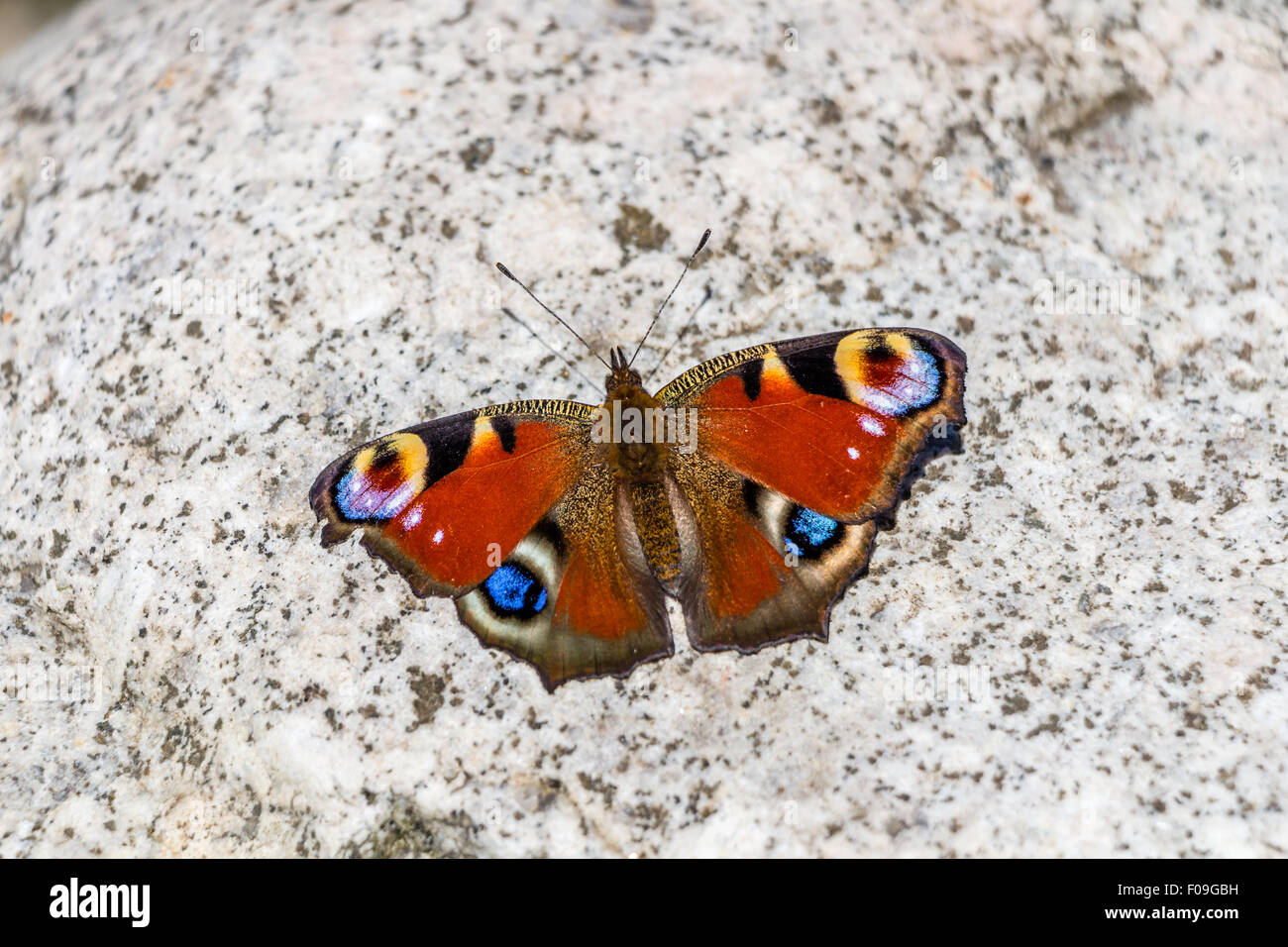 Beautiful red/orange butterfly on white rock Stock Photo - Alamy