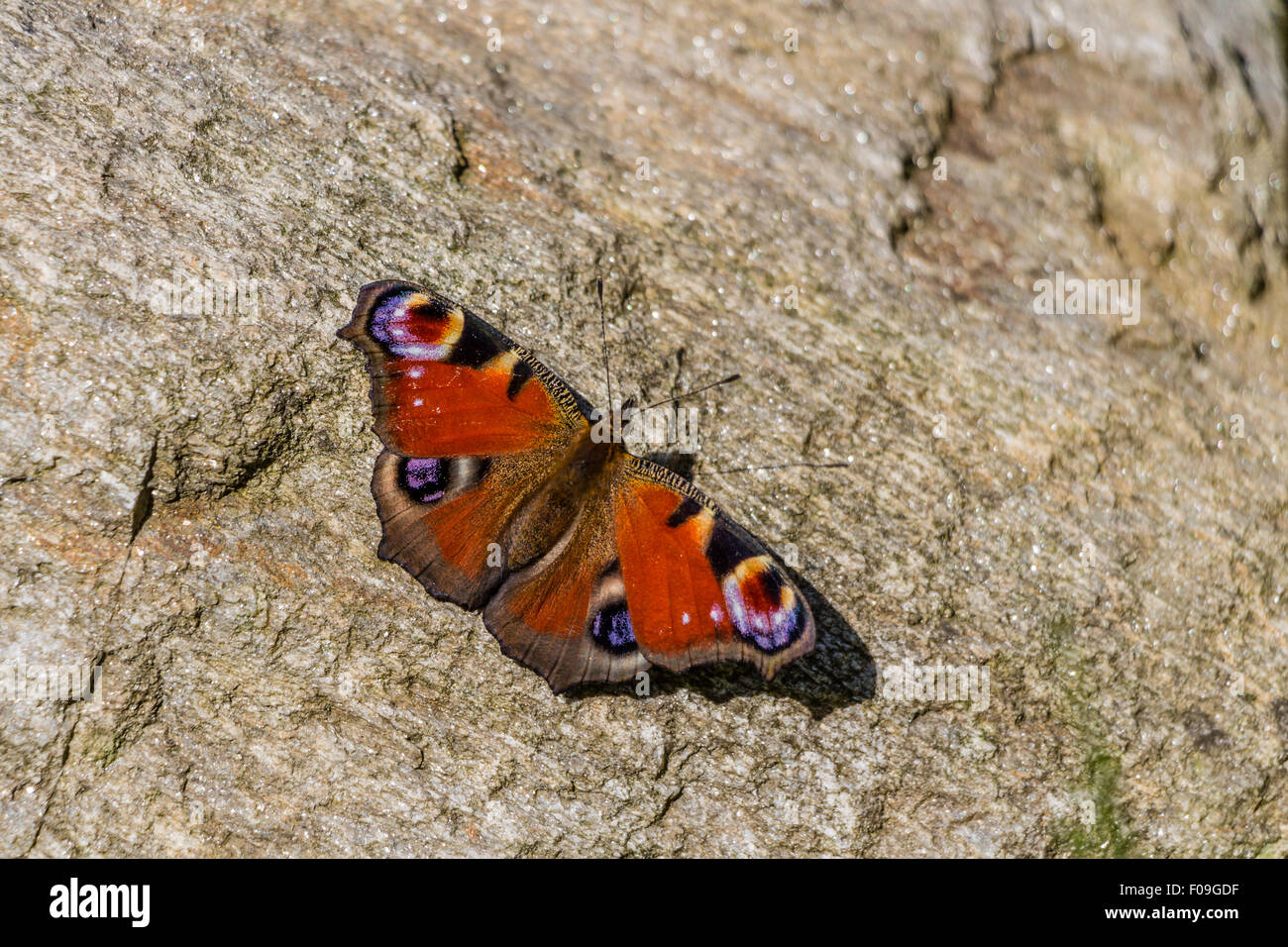 Gorgeous butterfly hi-res stock photography and images - Alamy