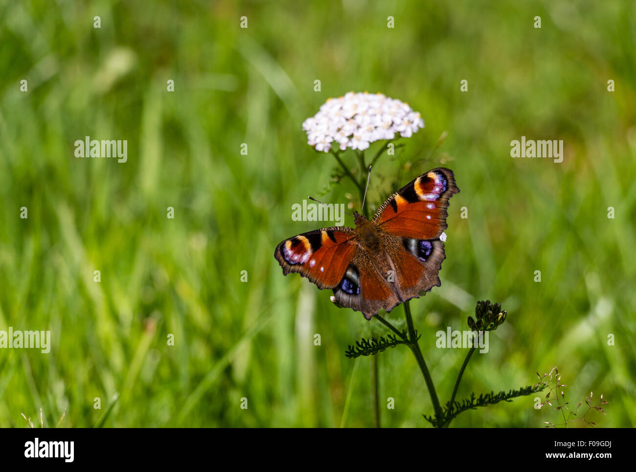 Beautiful red/orange butterfly on flower / leaf Stock Photo - Alamy
