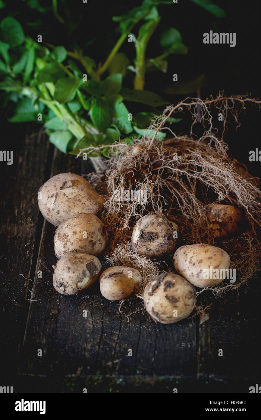 Young potatoes with soil, roots, haulm and leaves over black wooden ...