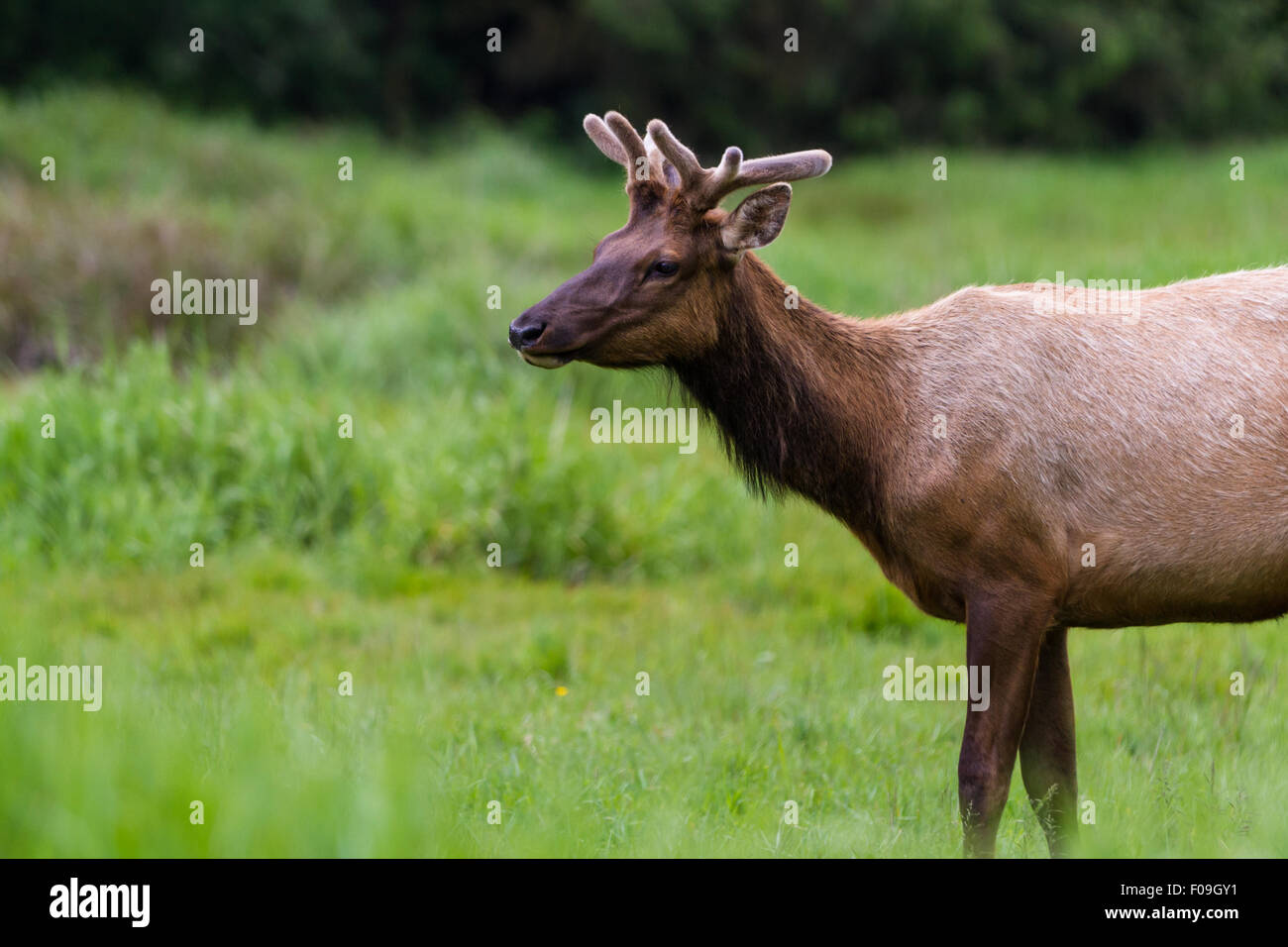 Roosevelt elk north coast california hi-res stock photography and ...