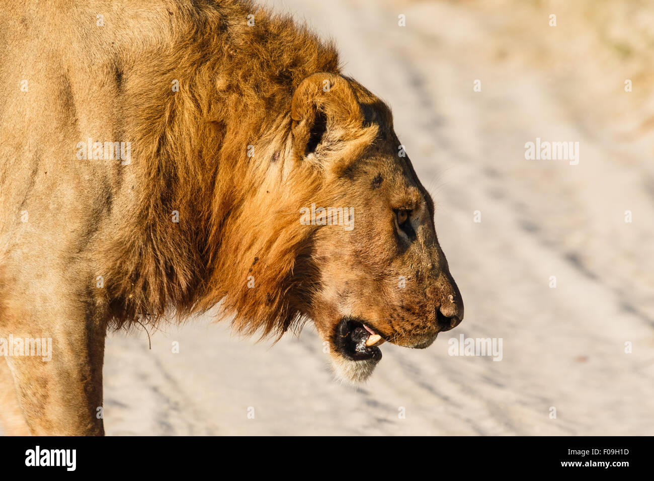 Male lion lost a battle with rival. Walking away Chobe, Botswana ...