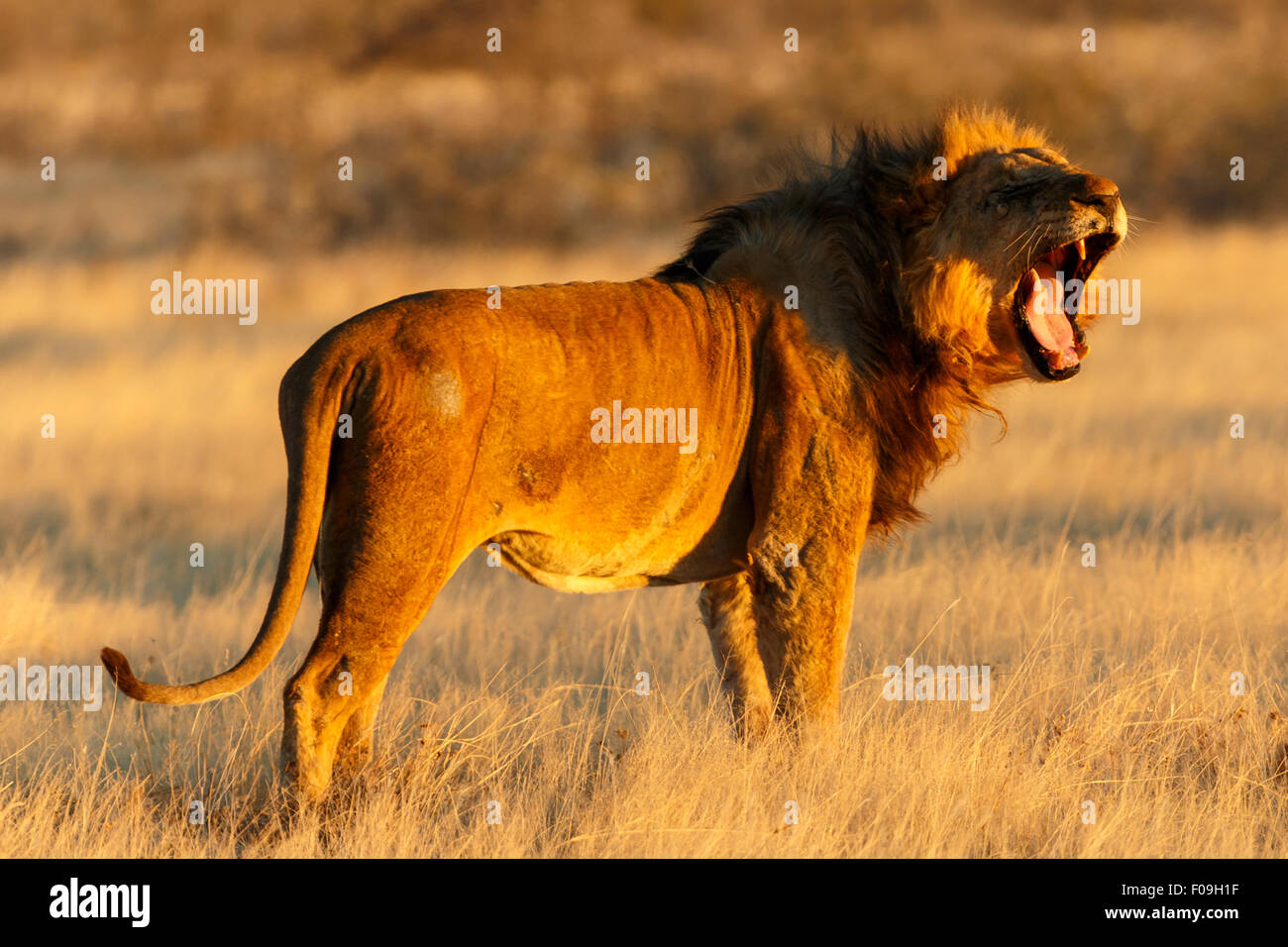 Giant Male Lion Furry With Human