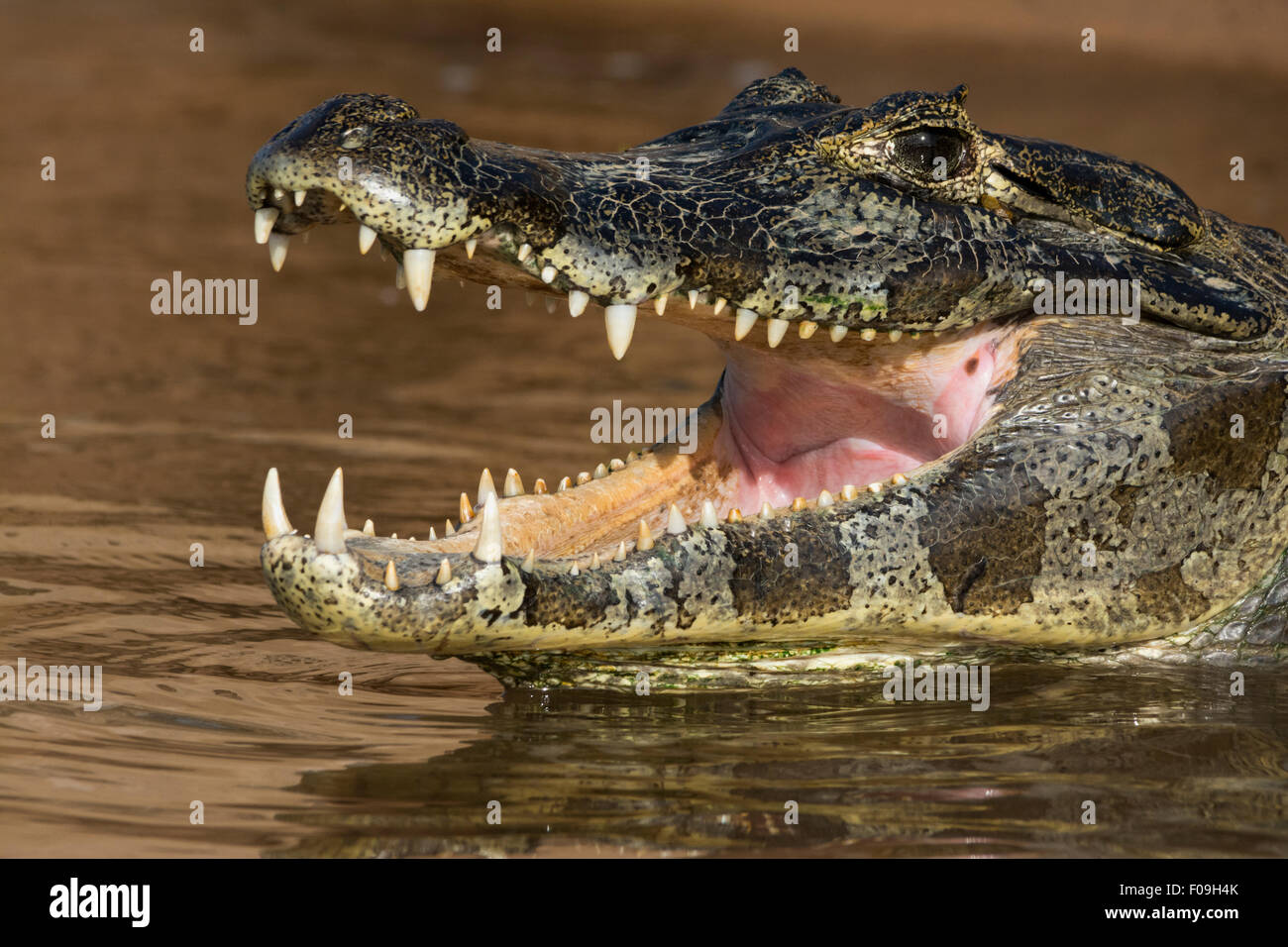 Nice teeth, caiman in the river with its mouth open, Rio Cuiaba ...