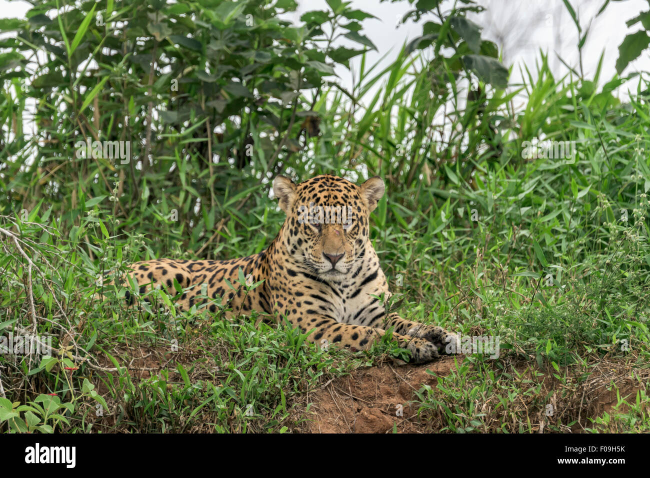 Large male jaguar on the river bank, Rio Cuiaba, Pantanal, Brazil Stock ...