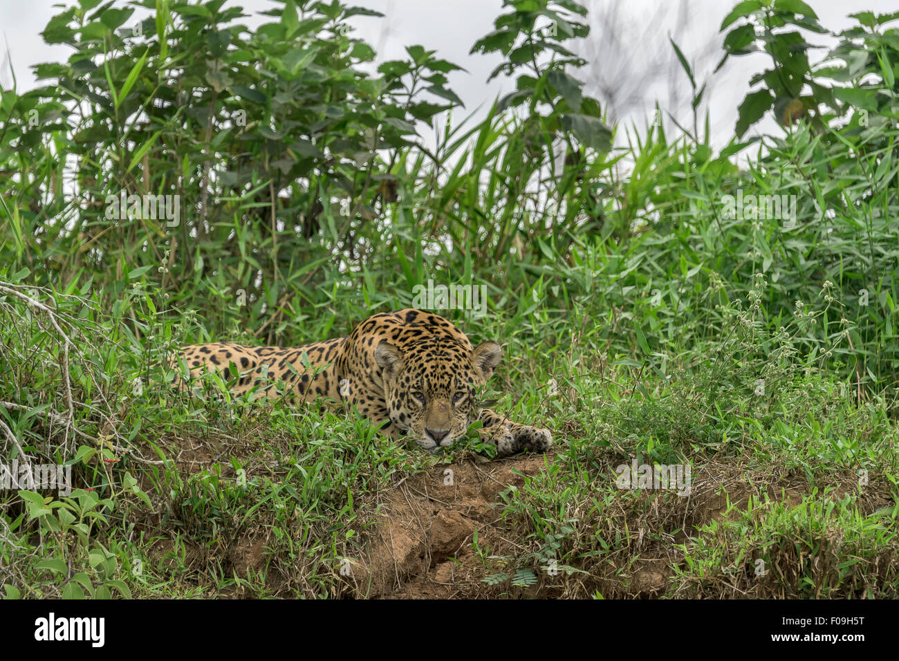 Large male jaguar lying on the river bank, Rio Cuiaba, Pantanal, Brazil ...