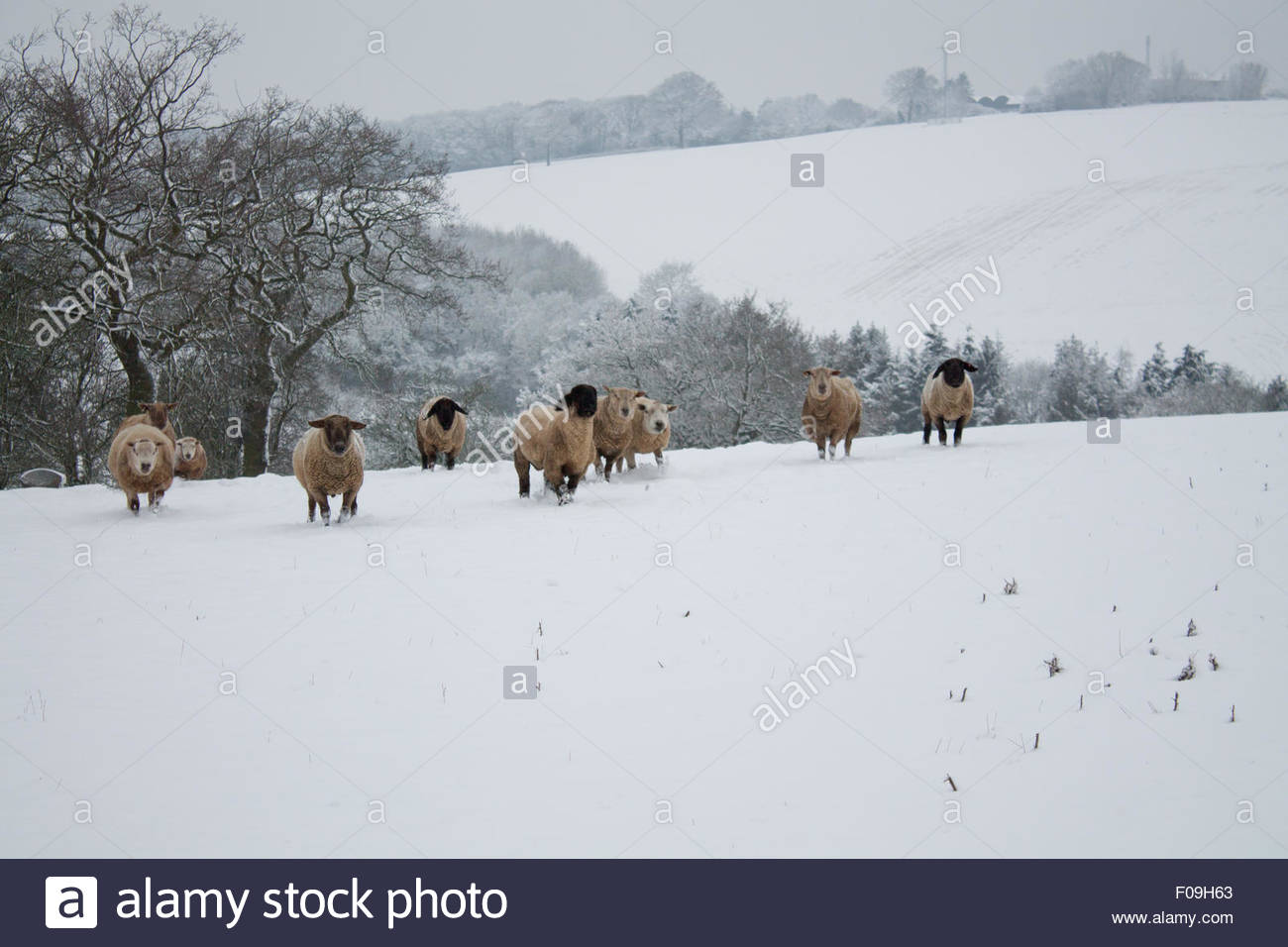 Sheep Run High Resolution Stock Photography and Images - Alamy