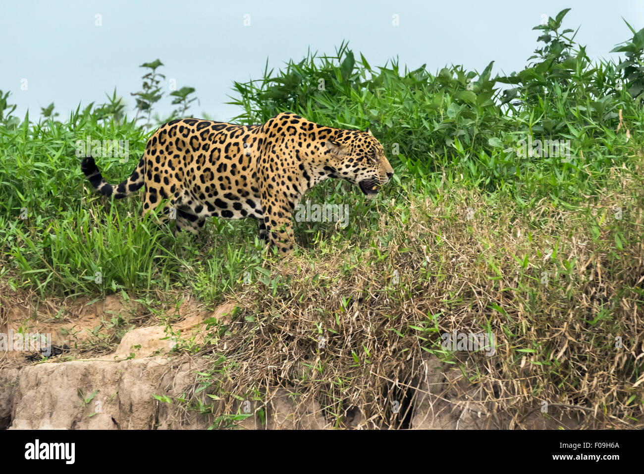 Large jaguar on the river bank, Rio Cuiaba, Pantanal, Brazil Stock ...