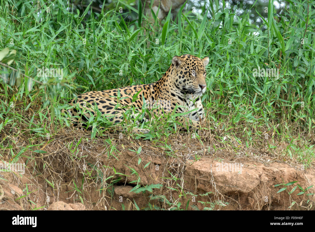 Keeping an eye out, jaguar on the river bank, Rio Cuiaba, Pantanal ...