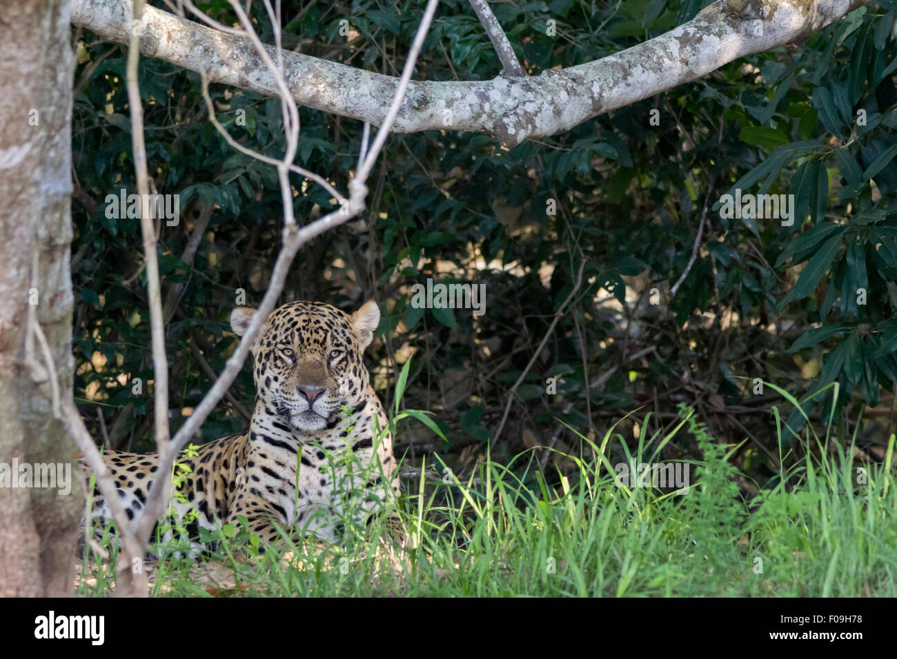 Jaguar in the shade on the river bank, Rio Cuiaba, Pantanal, Brazil ...