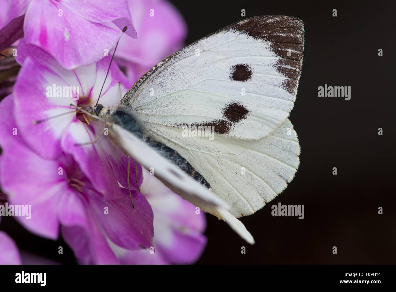 Small White butterfly, Pieris rapae Stock Photo - Alamy