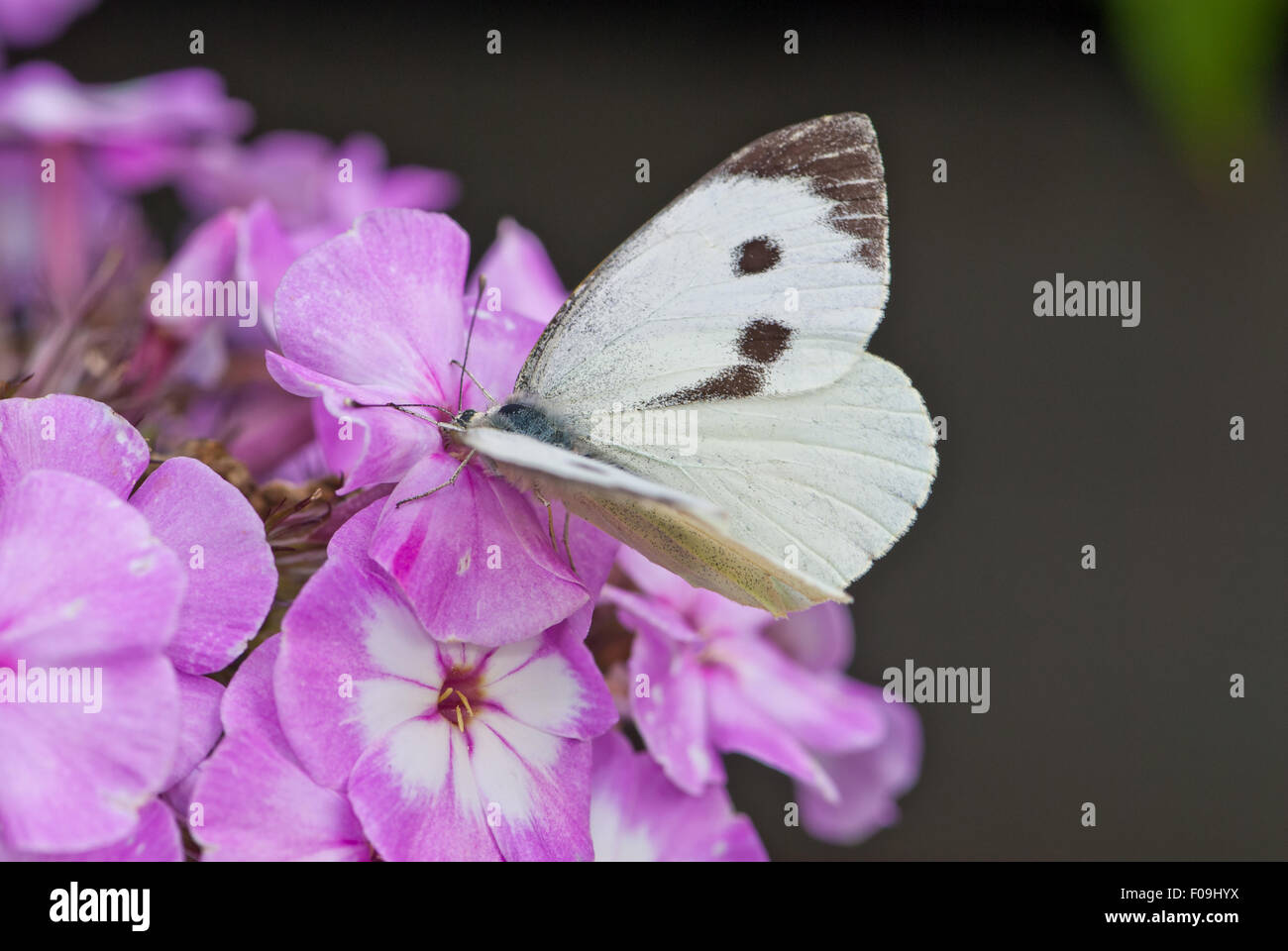 Small white butterfly hi-res stock photography and images - Alamy