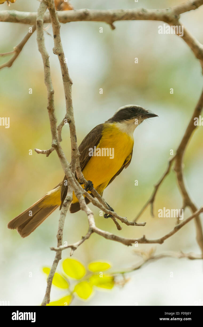 Myiozetetes similis, Social Flycatcher at Uxmal, Mexico Stock Photo - Alamy