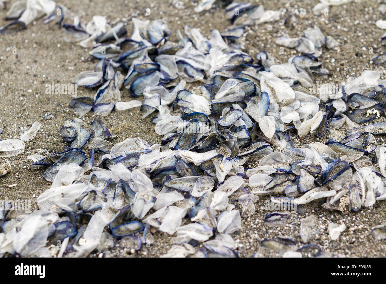 Blue jelly fish like creatures washed up on a beach in northern ...