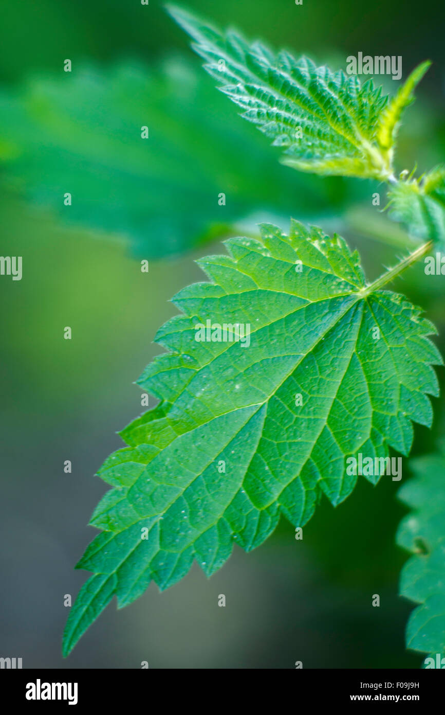Common Nettle leaf Stock Photo - Alamy