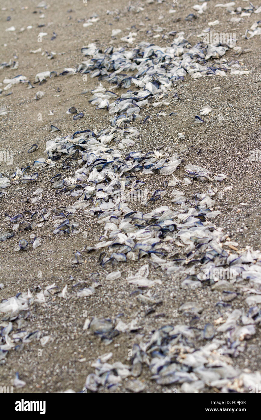 Blue jelly fish like creatures washed up on a beach in northern ...