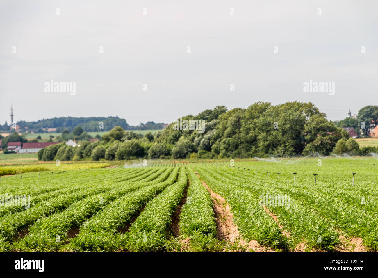 Vegetable field hi-res stock photography and images - Alamy