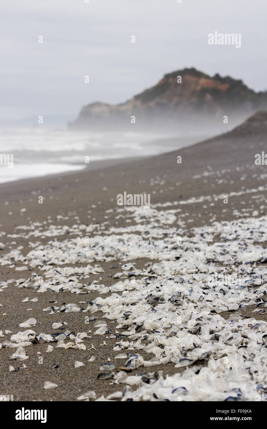 Blue jelly fish like creatures washed up on a beach in northern ...