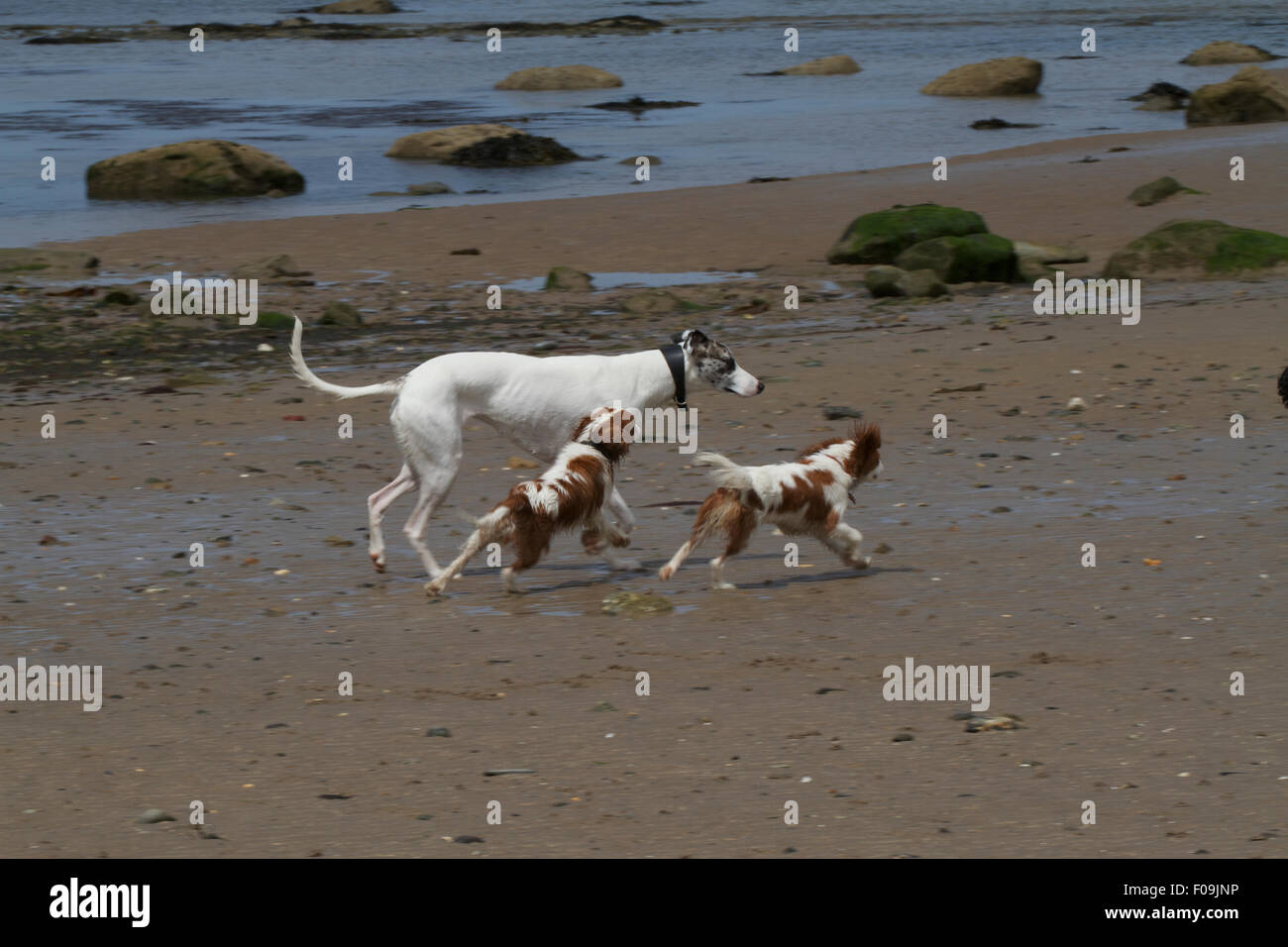 Three dogs playing on beach. Wales UK Stock Photo - Alamy
