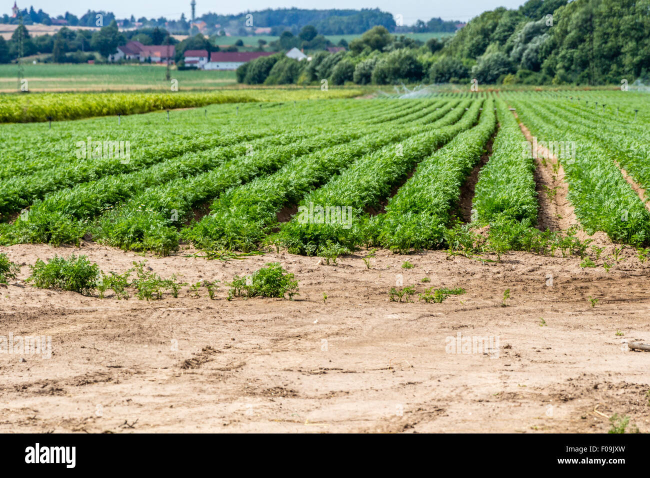 Vegetable field hi-res stock photography and images - Alamy