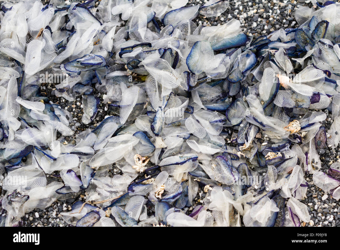 Blue jelly fish like creatures washed up on a beach in northern ...