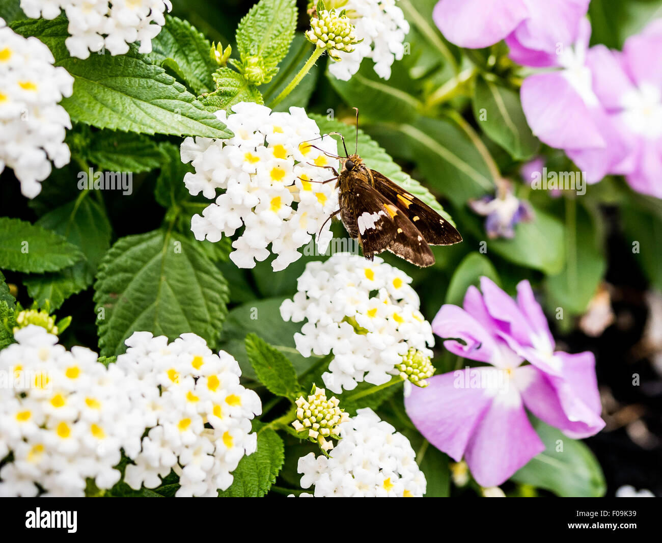 Silver spotted skipper hi-res stock photography and images - Alamy