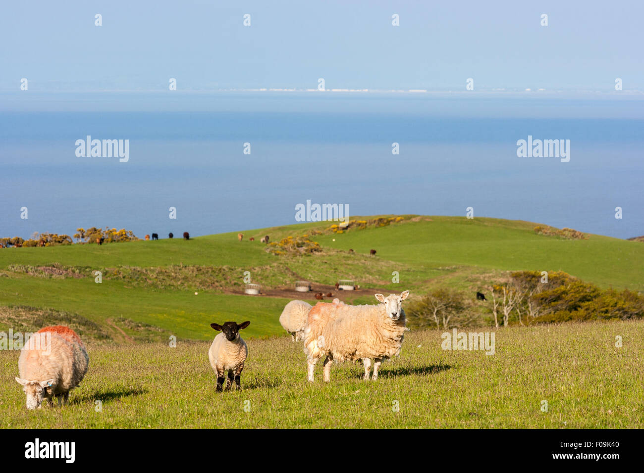 Sheep, ewe's and black faced lamb in Exmoor National Park, Somerset ...