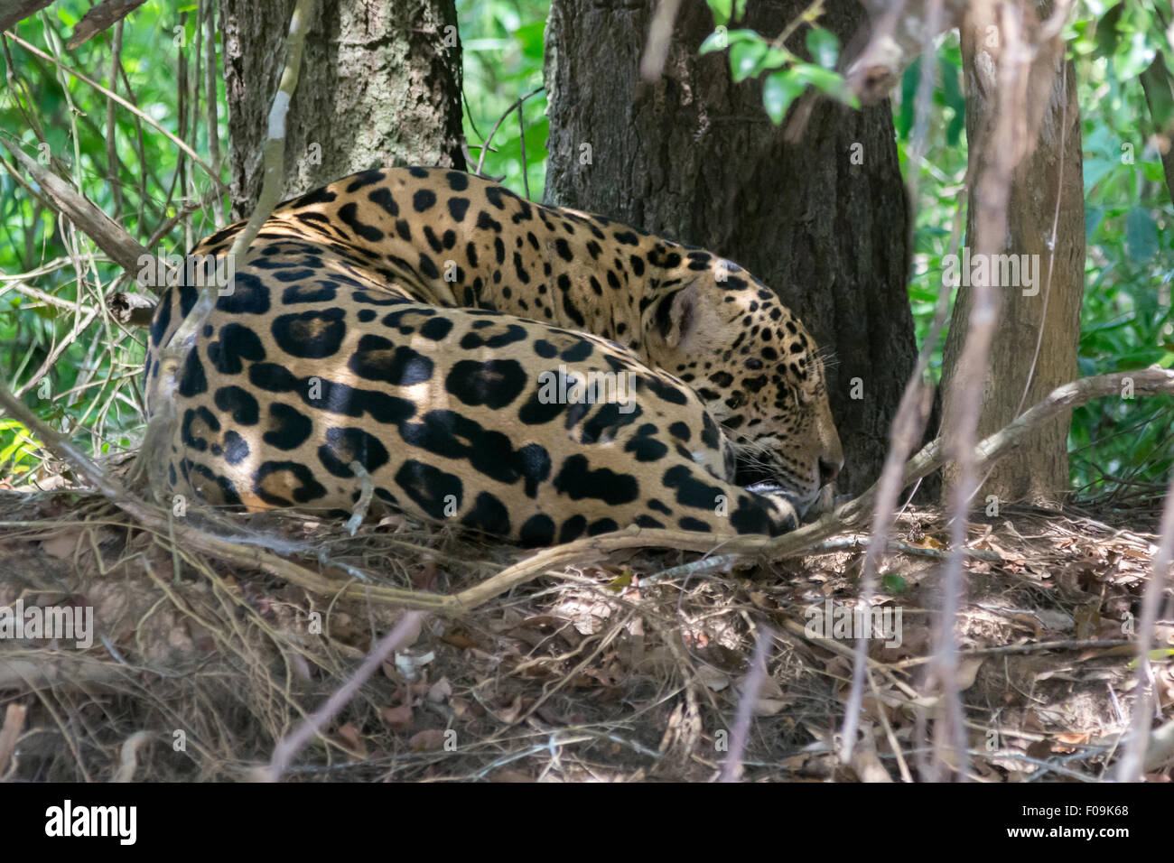 Jaguar asleep on the river bank, Rio Cuiaba, Pantanal, Brazil Stock ...