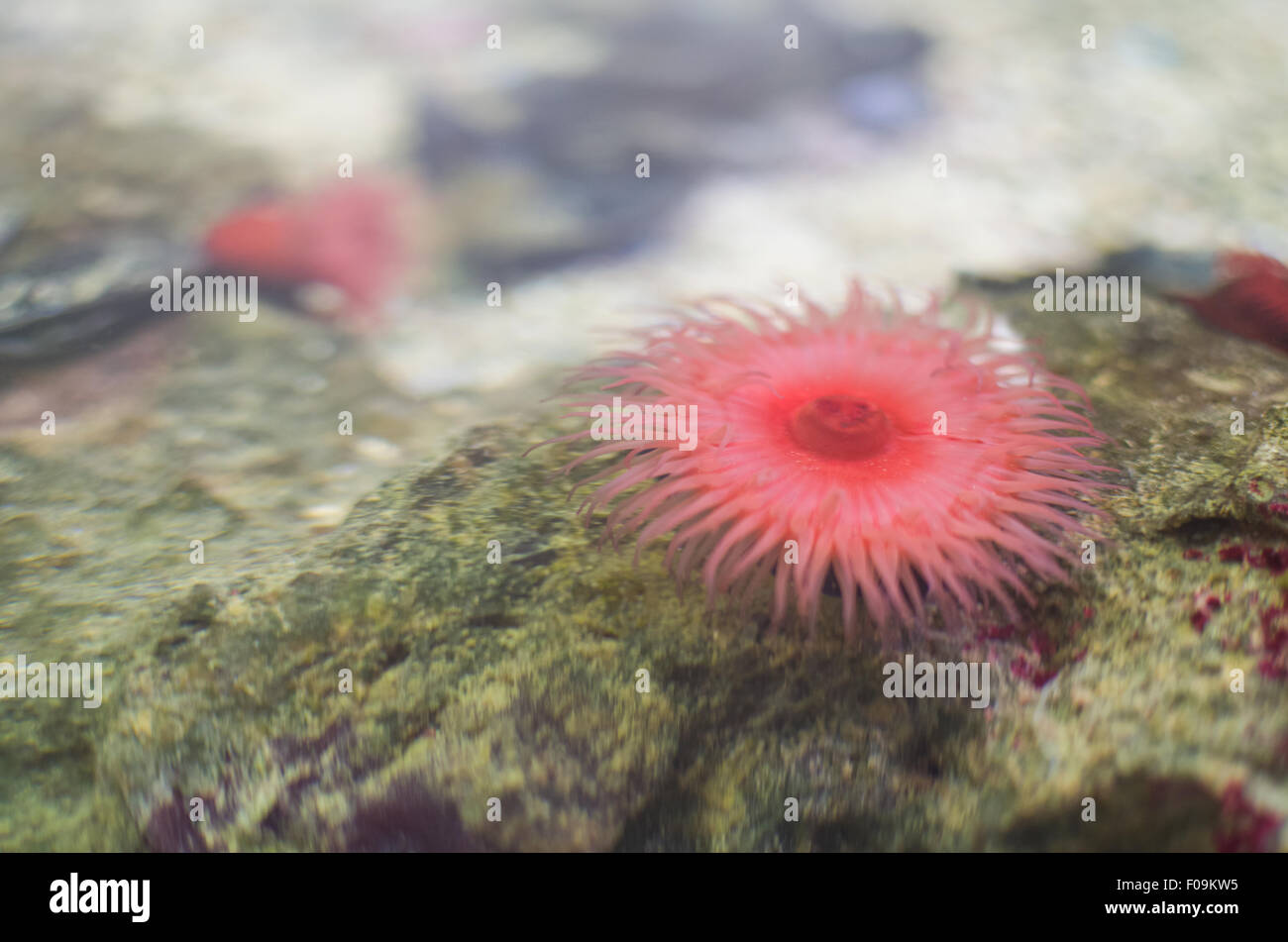 Red sea anemone hi-res stock photography and images - Alamy