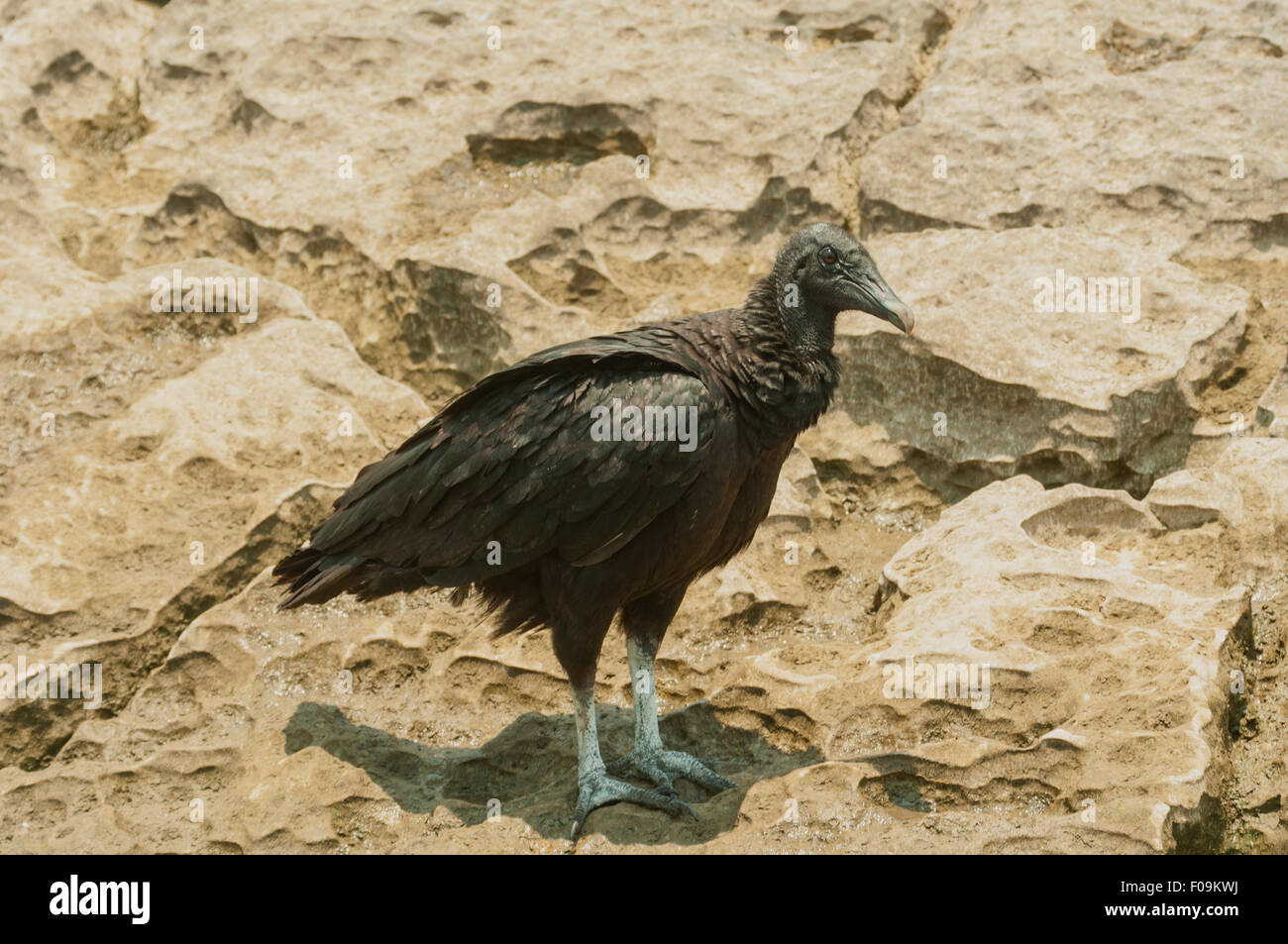 Coragyps atratus, Black Vulture in Sumidero Canyon, Tuxtla Gutierrez ...