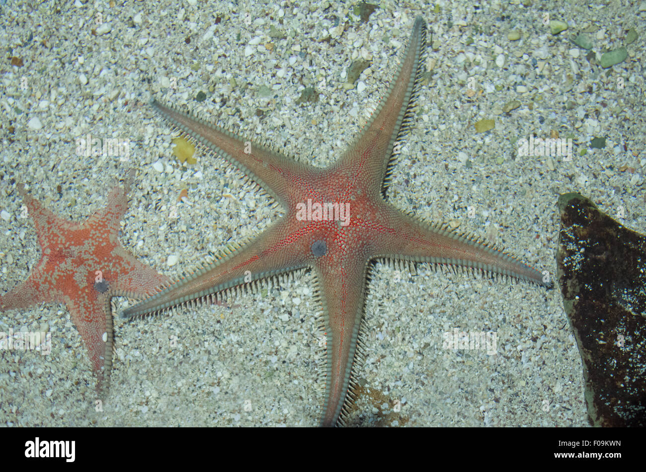 Two Astropecten Aranciacus Starfish on Gravel Seabed Stock Photo - Alamy