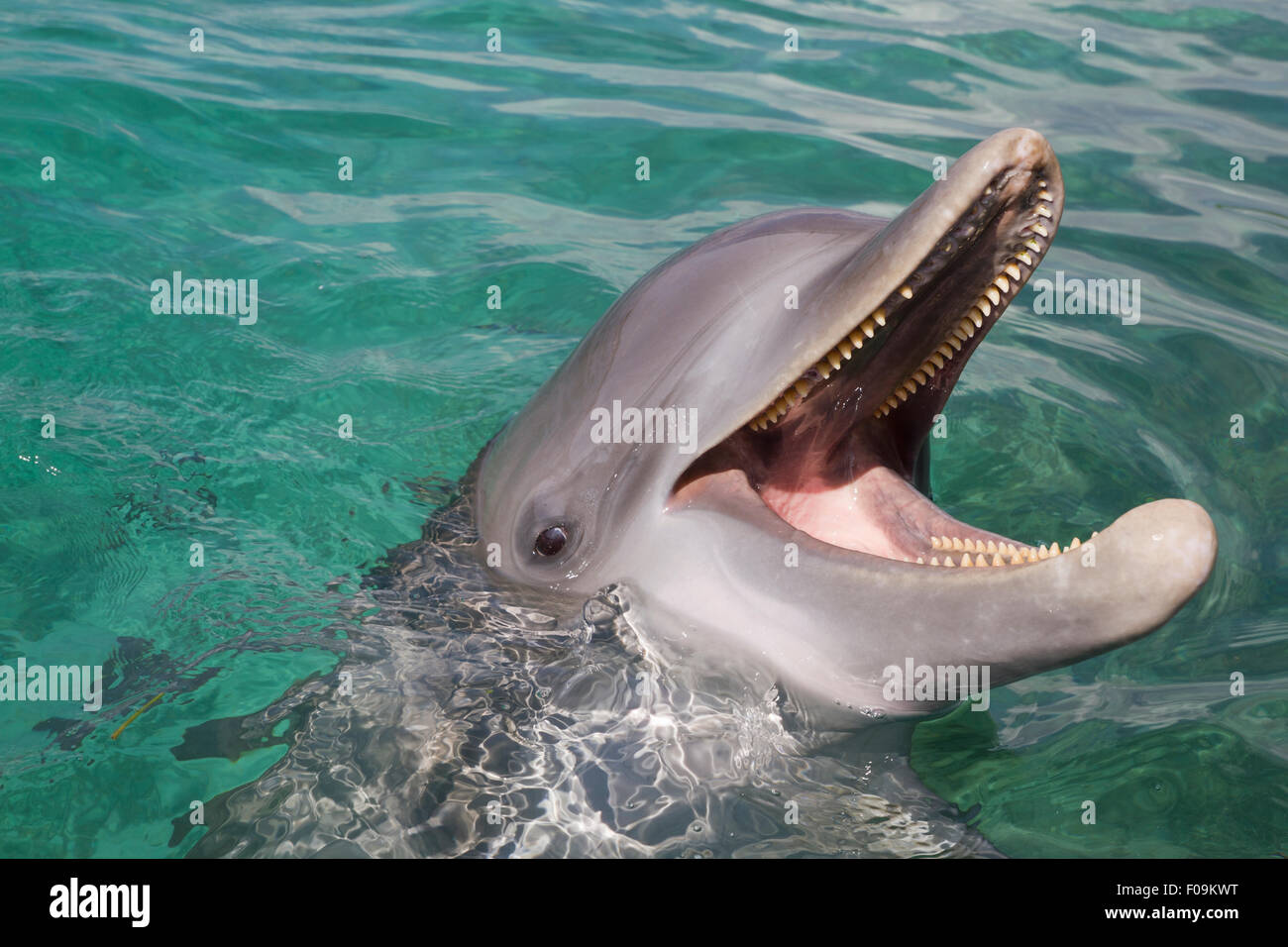 Smiling Dolphin