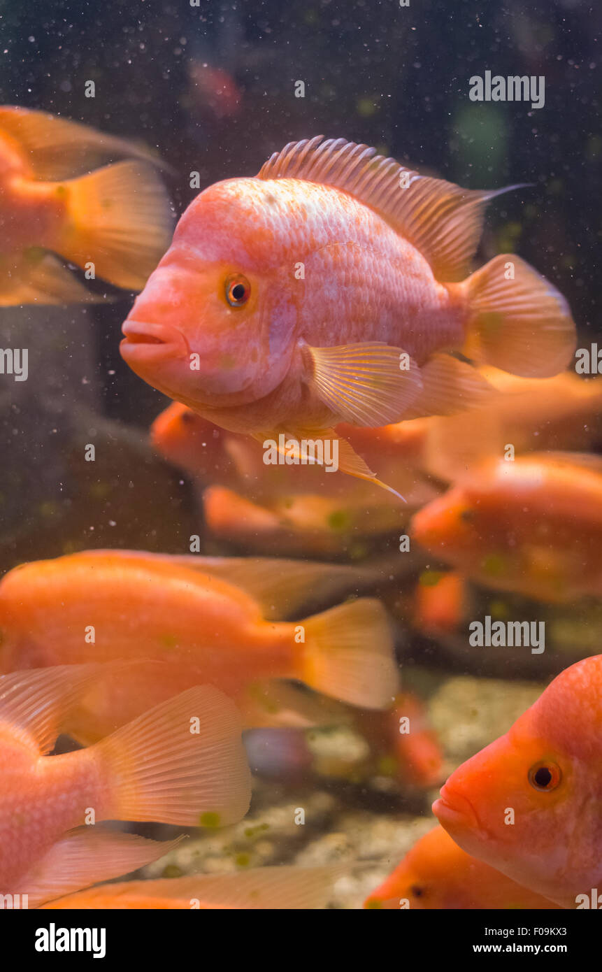 Orange fish orange hi-res stock photography and images - Alamy