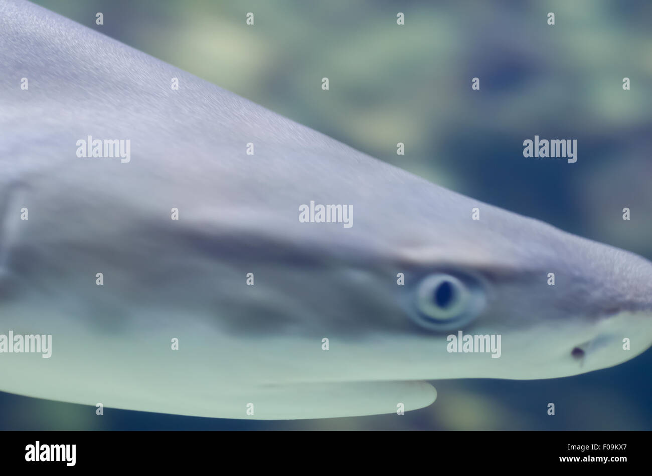 Great White Shark Eye Close Up