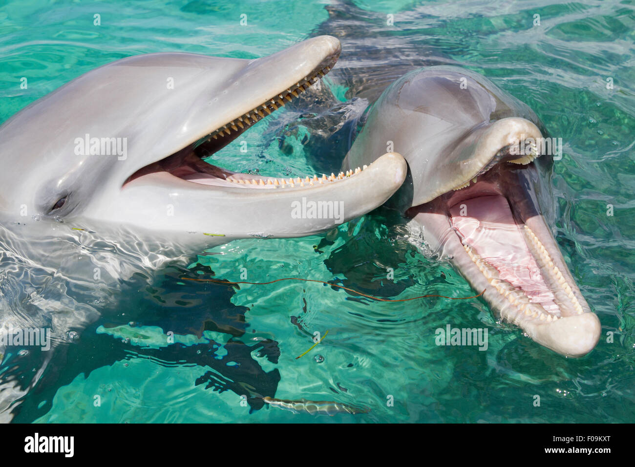 Caribbean tursiops truncatus hi-res stock photography and images - Alamy